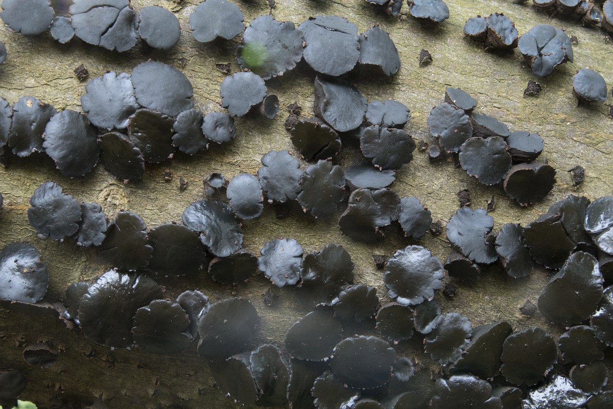 Bulgaria inquinans, Black Bulgar