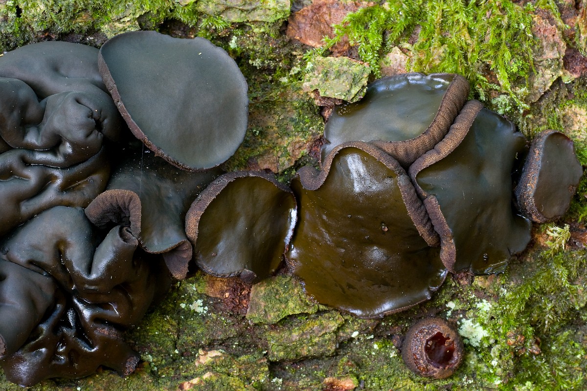 Bulgaria inquinans, Black Bulgar