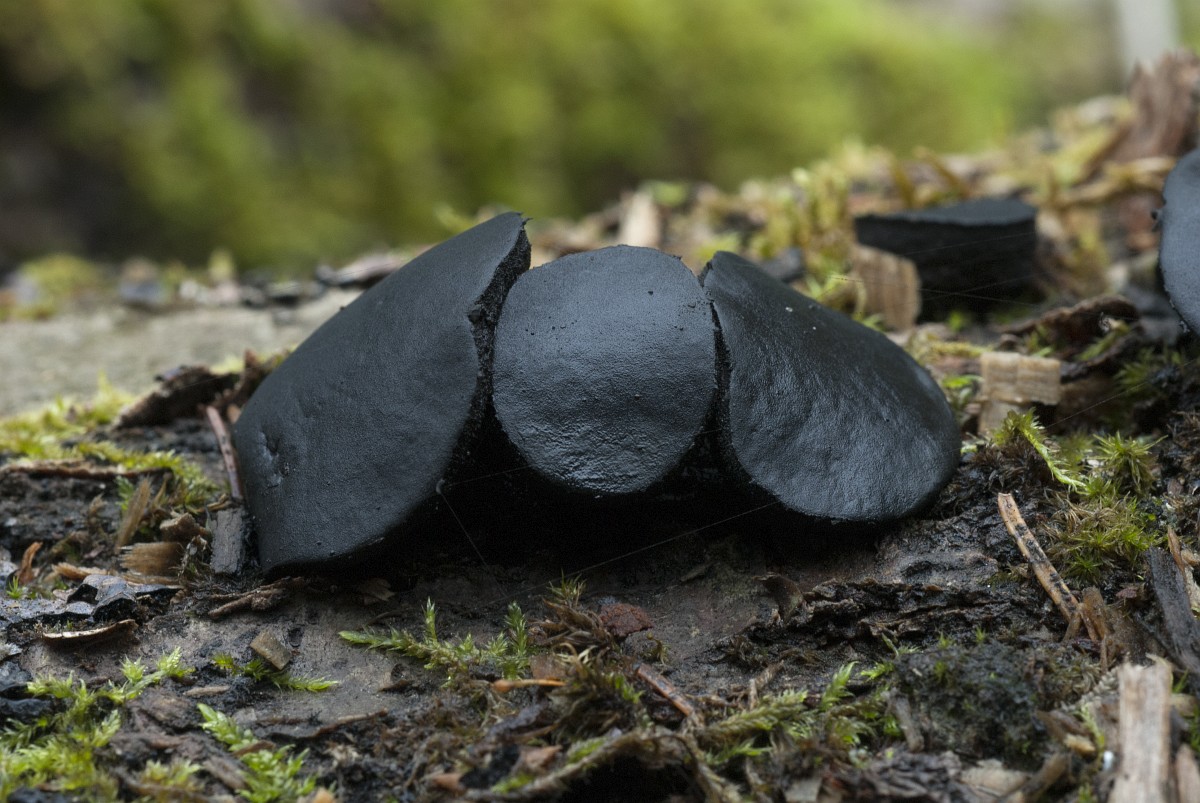 Bulgaria inquinans, Black Bulgar