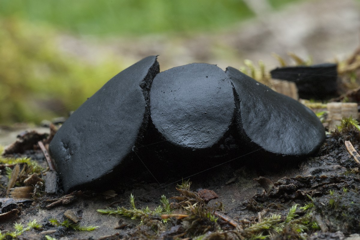 Bulgaria inquinans, Black Bulgar