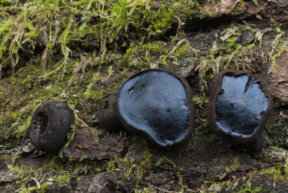 Bulgaria inquinans, Black Bulgar