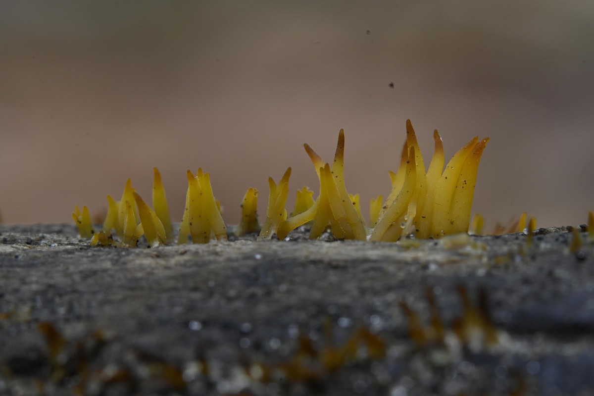 Calocera cornea, Pink Domecap