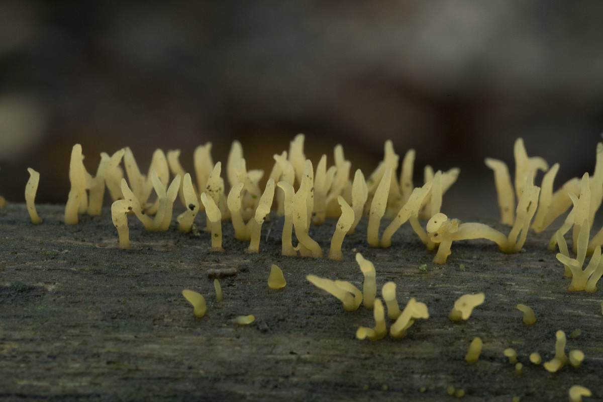 Calocera cornea, Pink Domecap