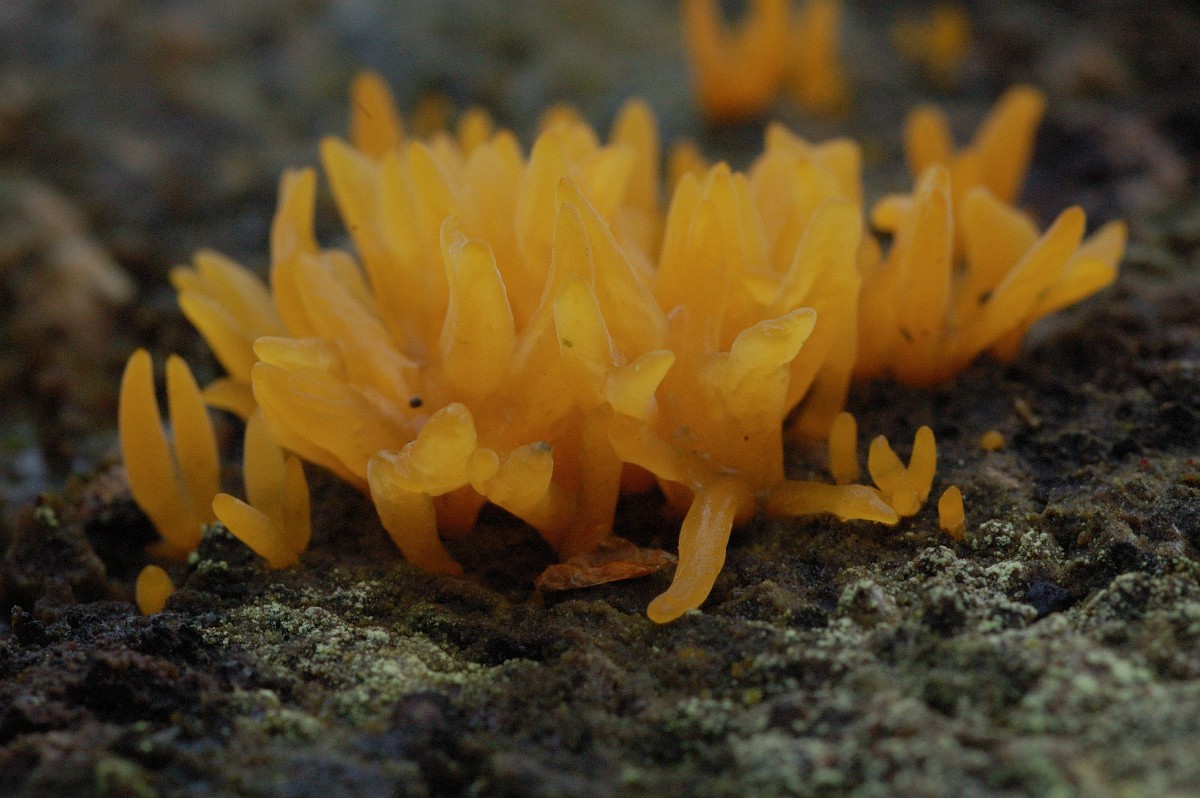 Calocera cornea, Pink Domecap