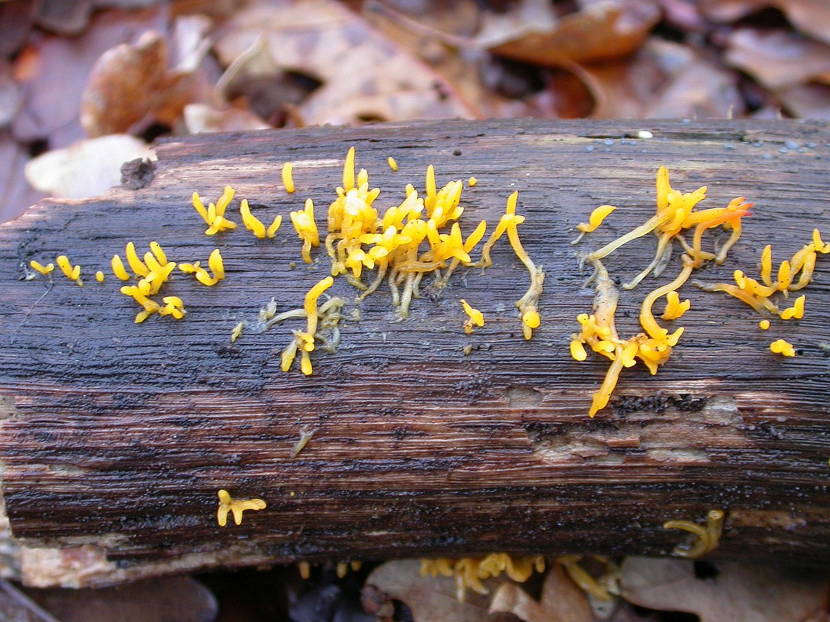 Calocera cornea, Pink Domecap