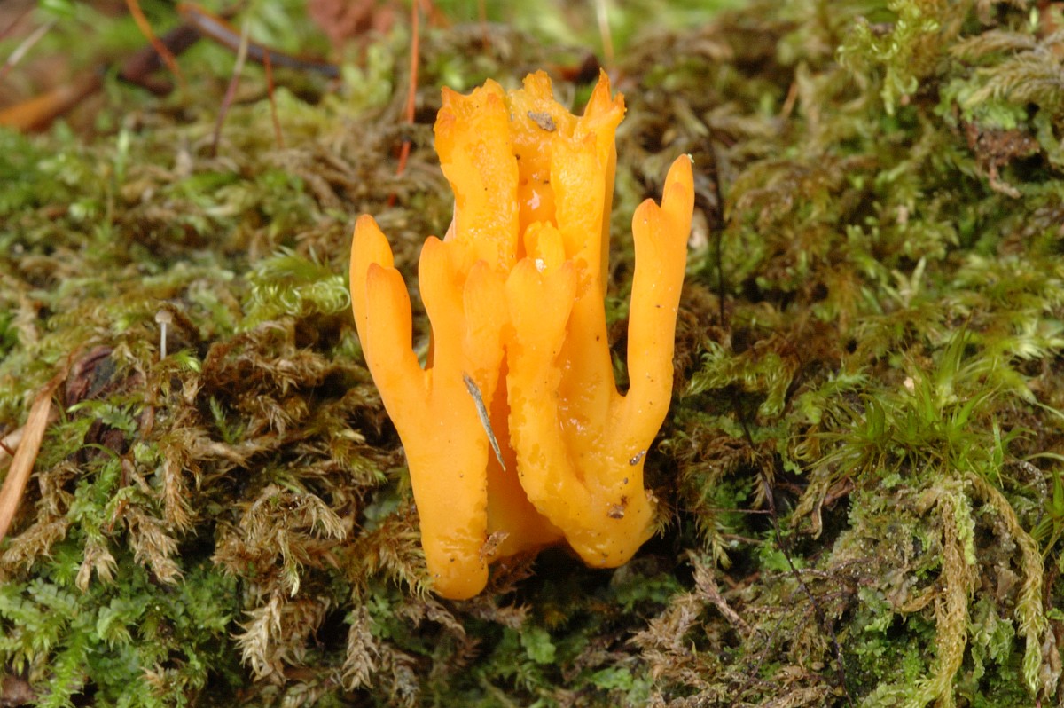 Calocera viscosa, Yellow Stagshorn