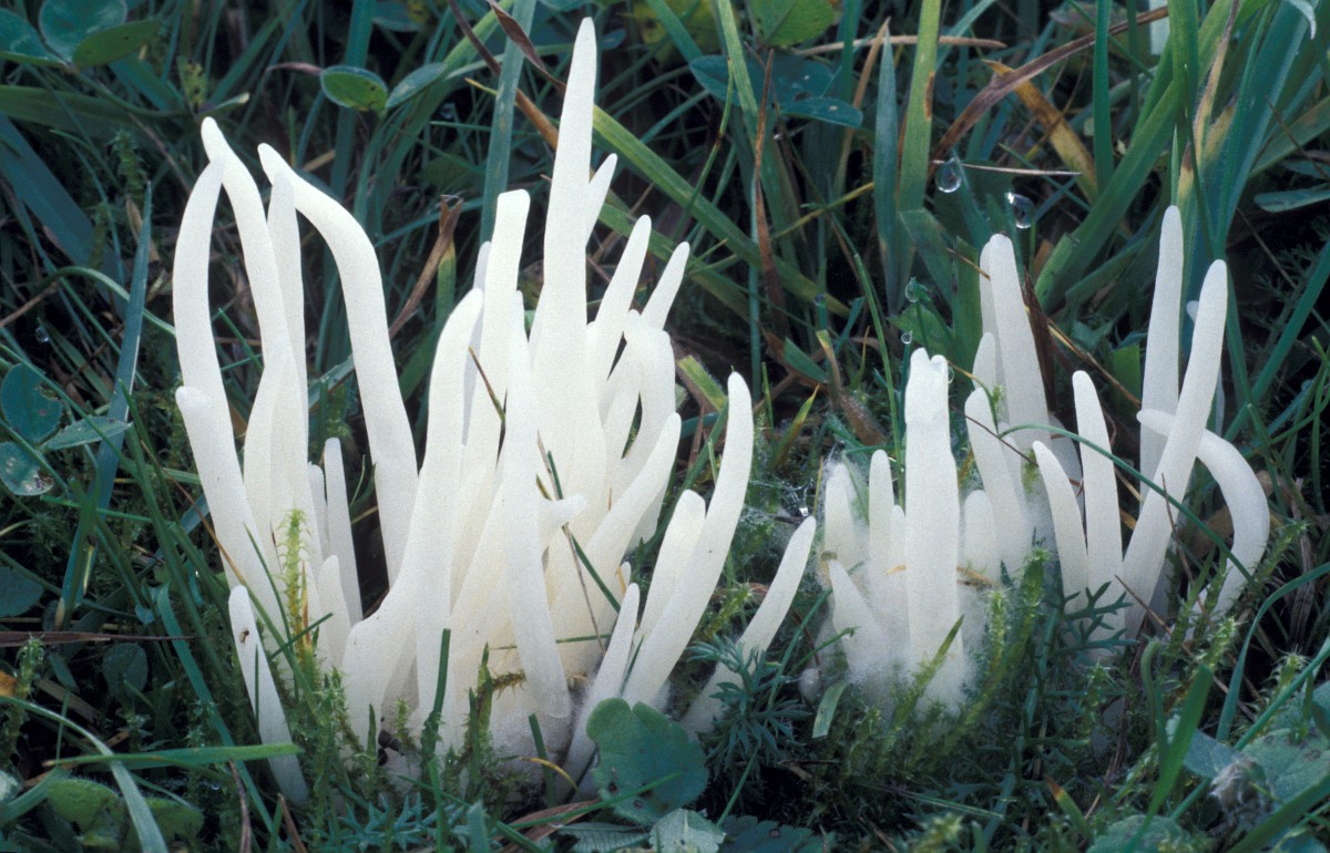 Clavaria fragilis, White Spindles