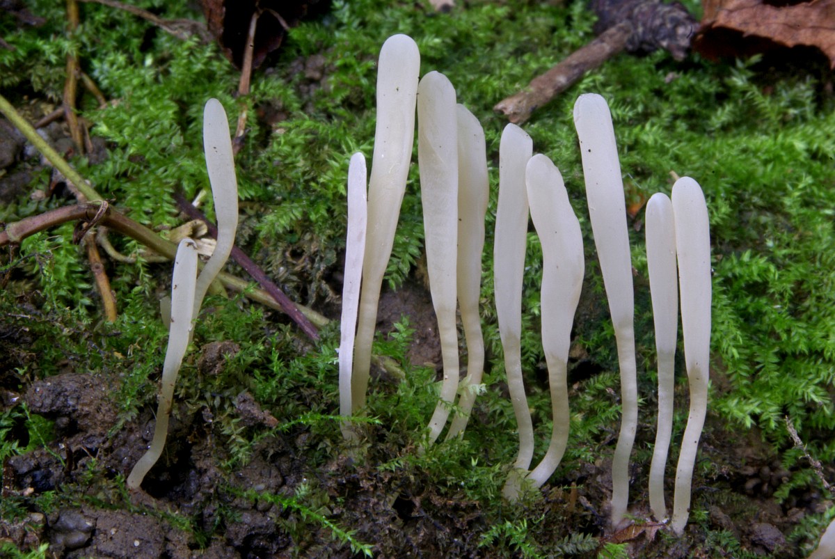Clavaria fragilis, White Spindles