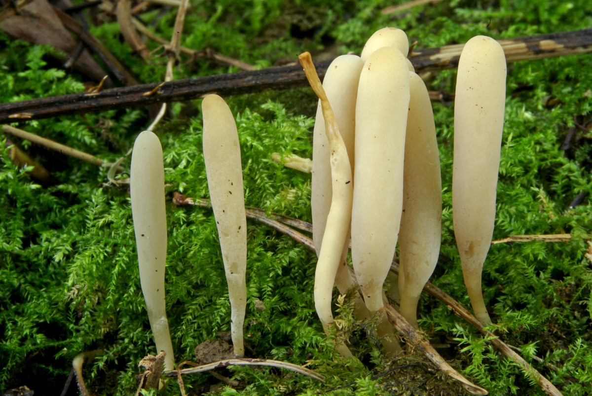 Clavaria fragilis, White Spindles