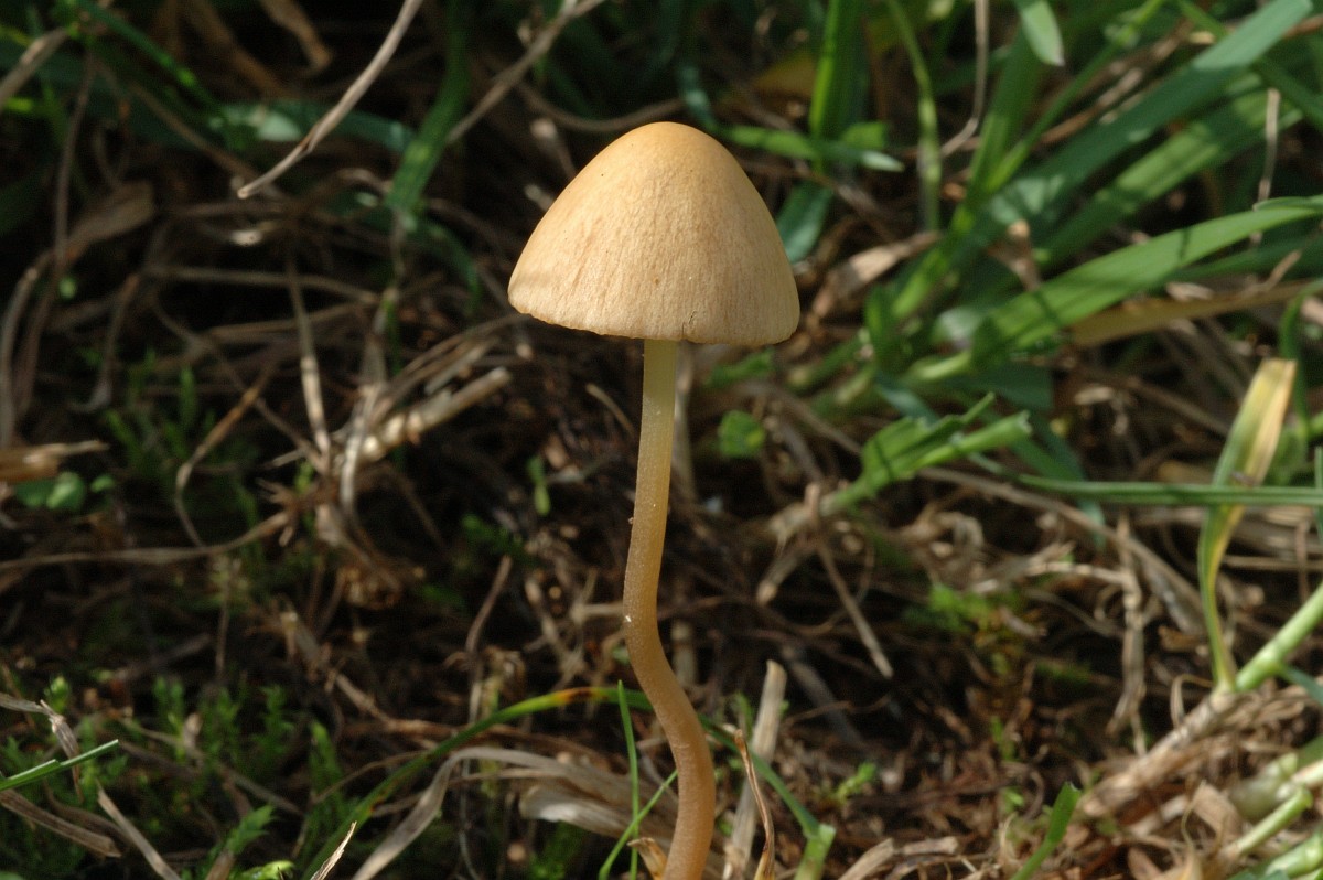 Conocybe Láctea