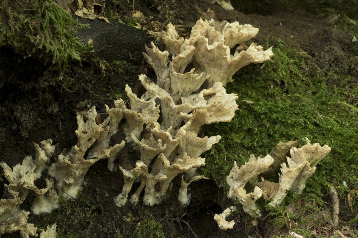 Cotylidia pannosa, Woolly Rosette