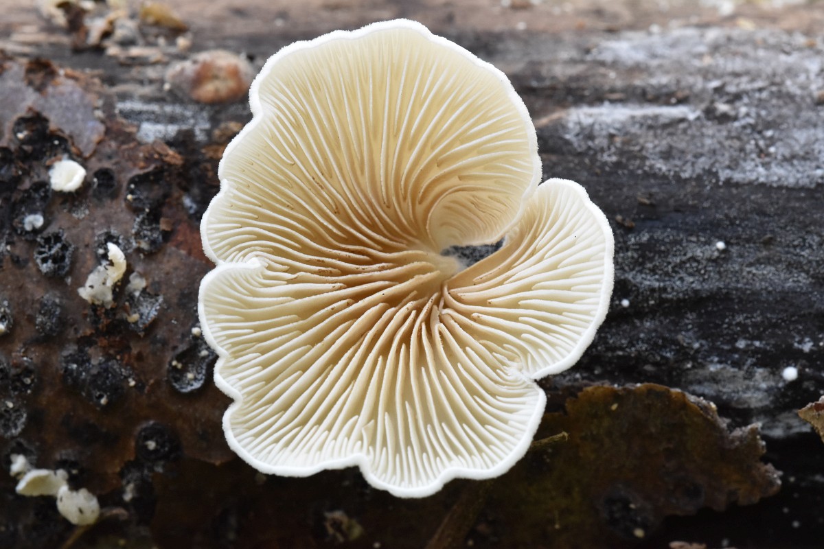 Crepidotus variabilis, Variable Oysterling