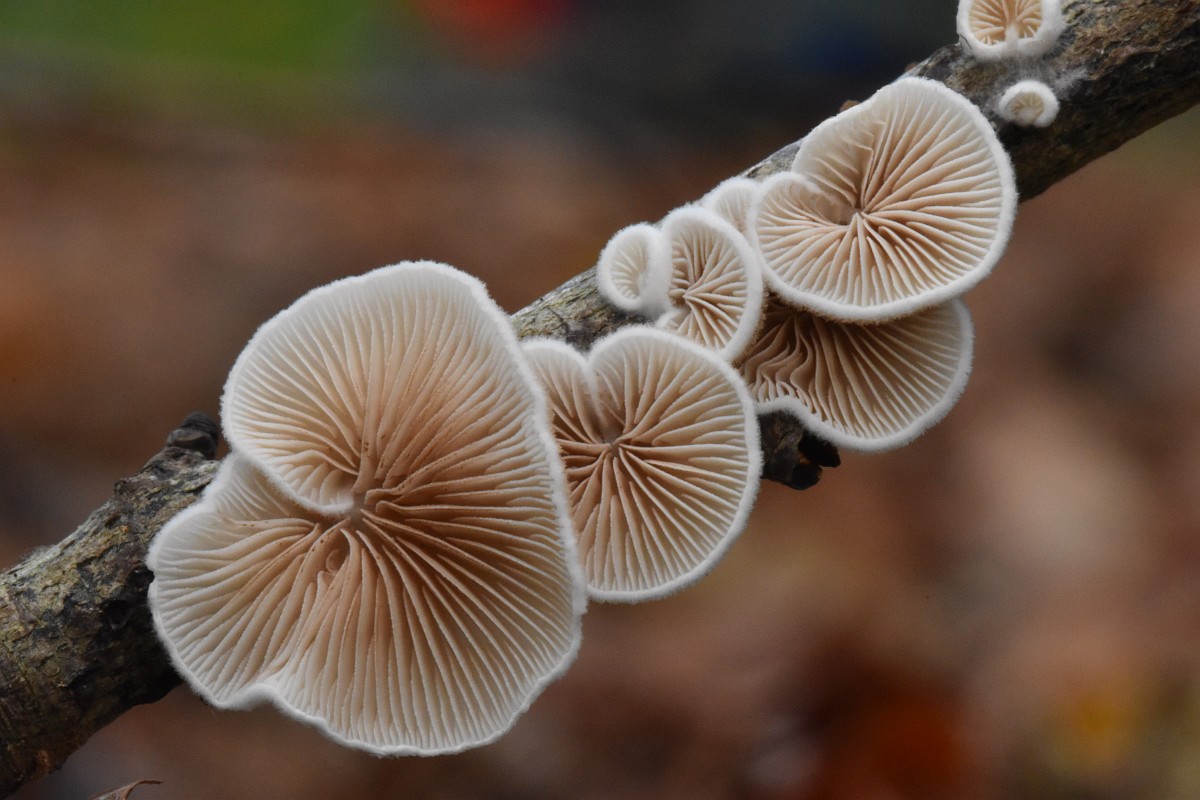Crepidotus variabilis, Variable Oysterling