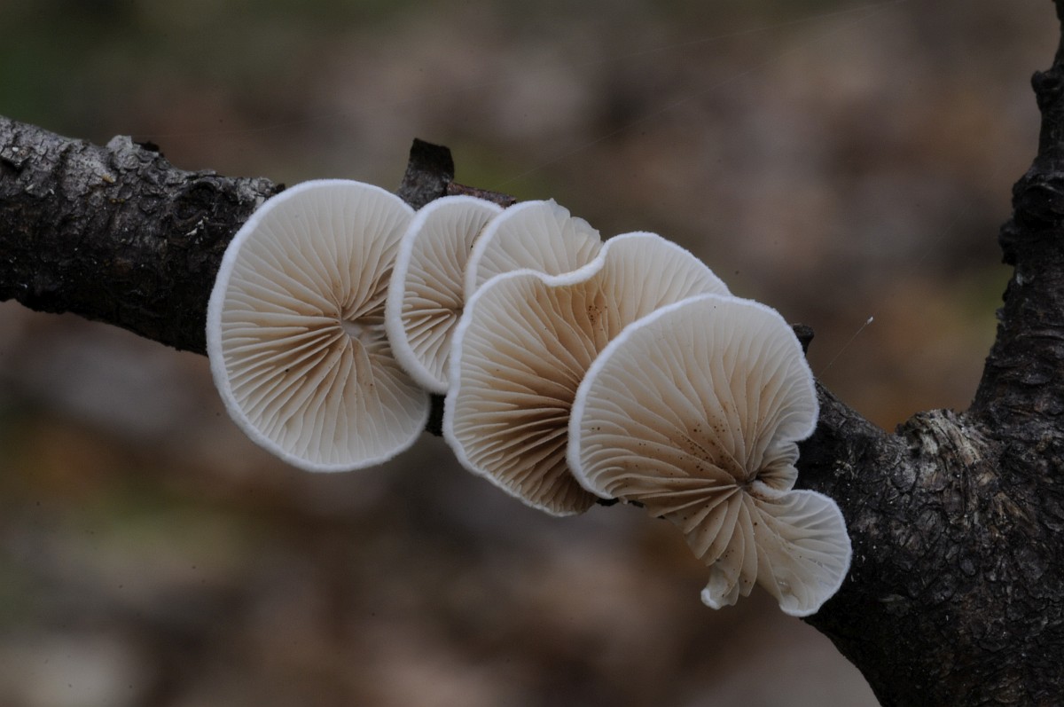 Crepidotus variabilis, Variable Oysterling