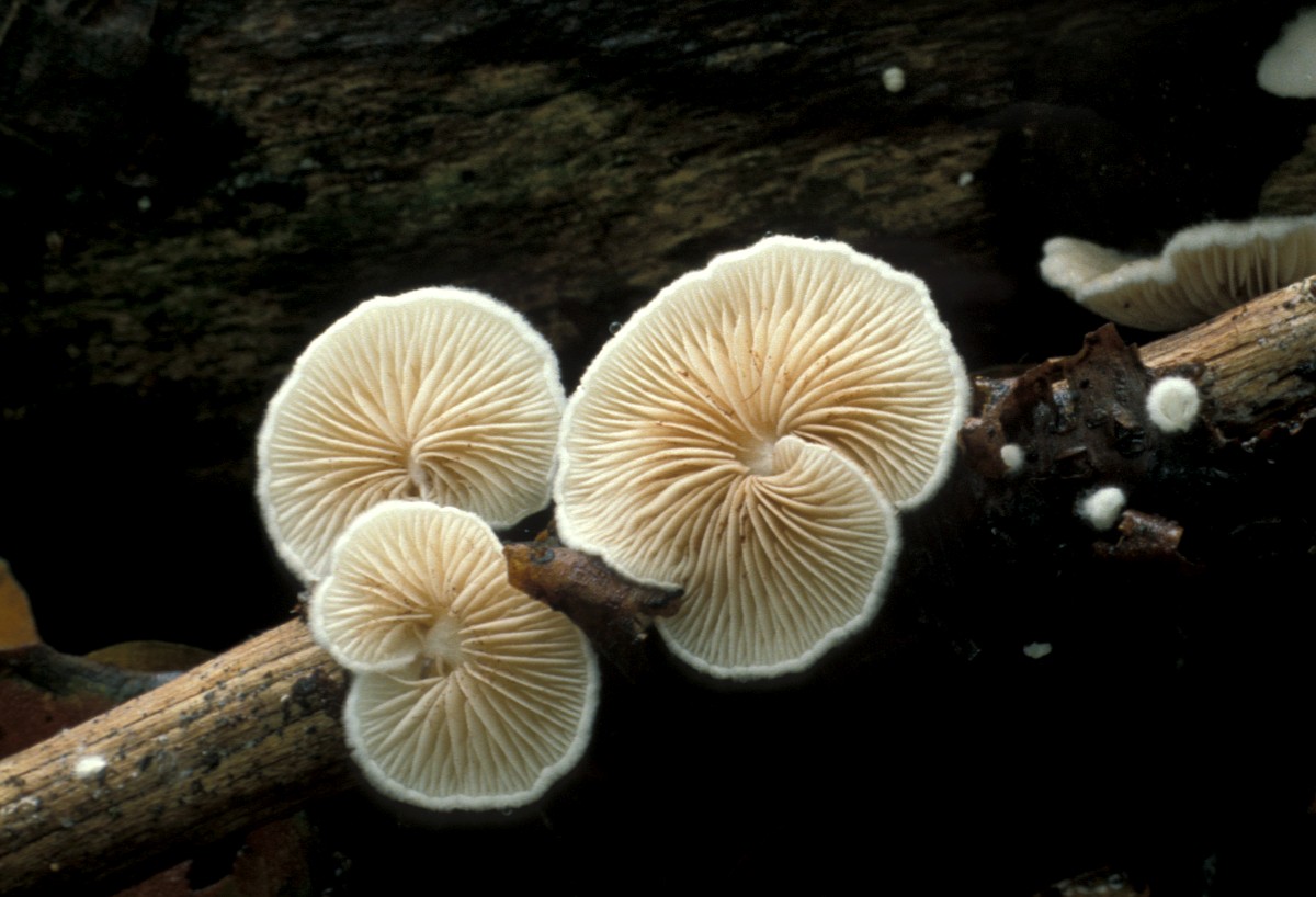 Crepidotus variabilis, Variable Oysterling