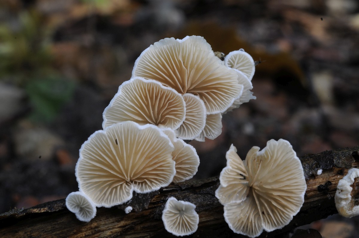 Crepidotus variabilis, Variable Oysterling