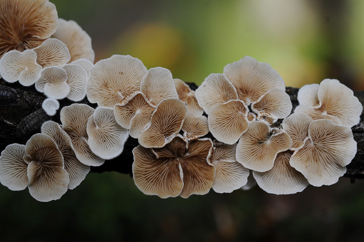 Crepidotus variabilis, Variable Oysterling