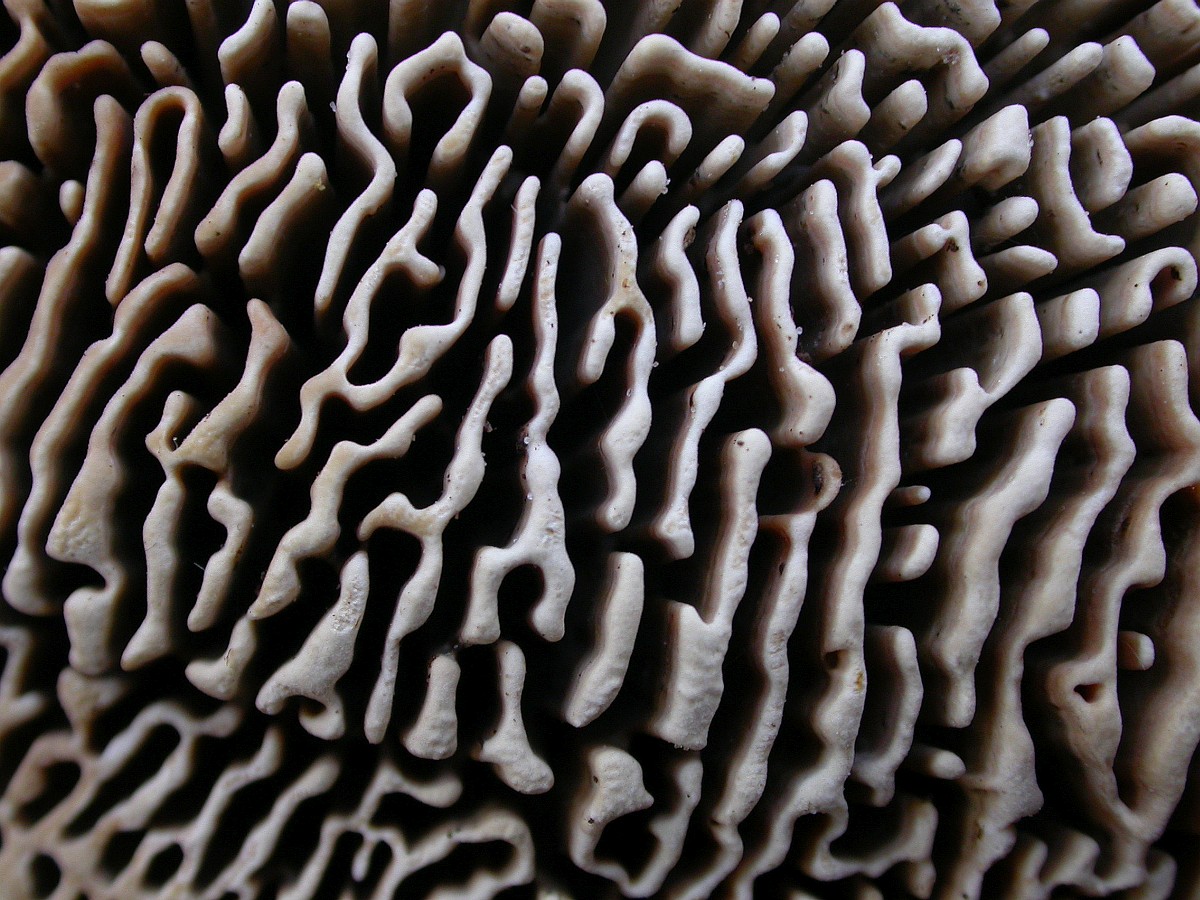 Daedalea quercina, Oak Mazegill