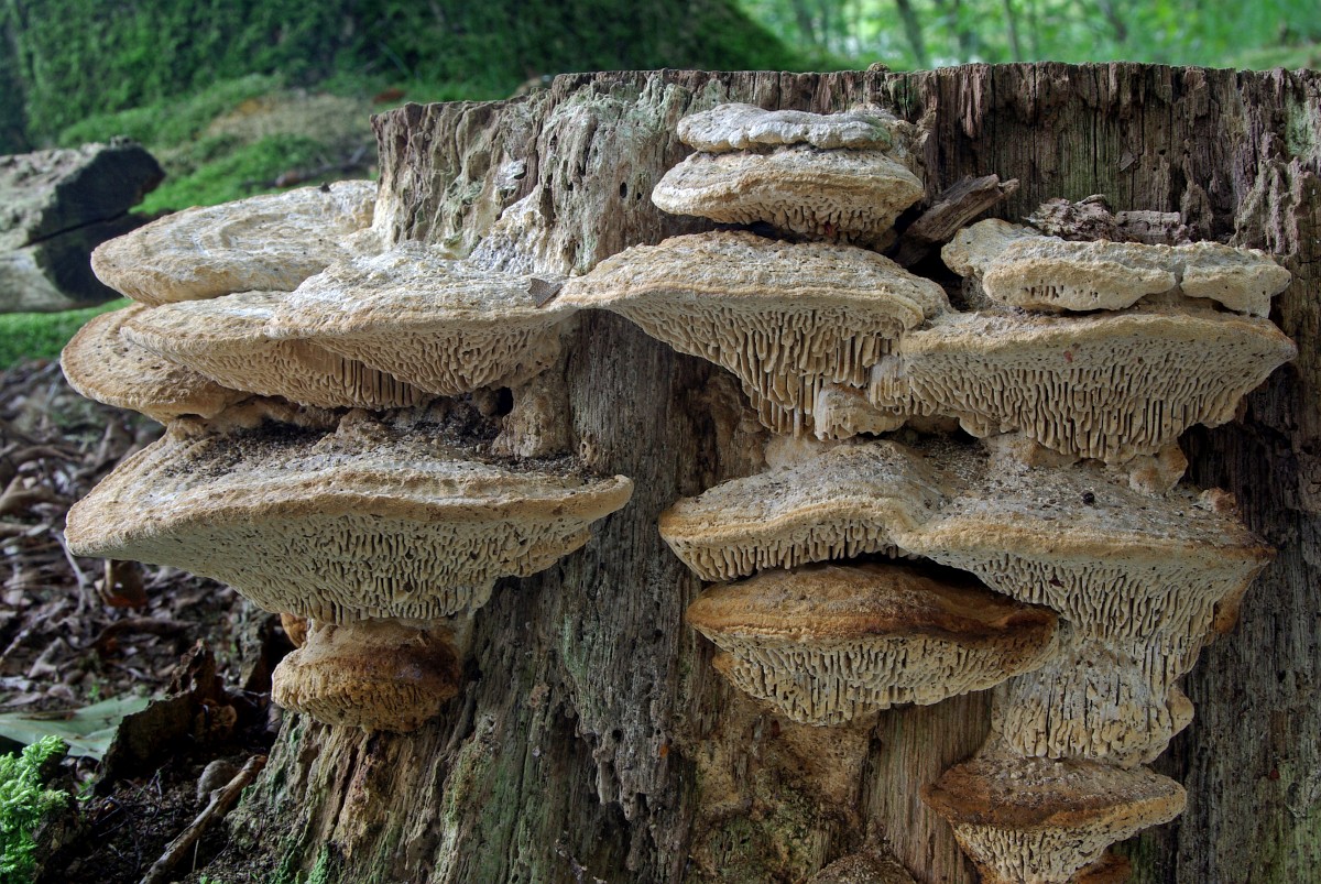 Daedalea quercina, Oak Mazegill