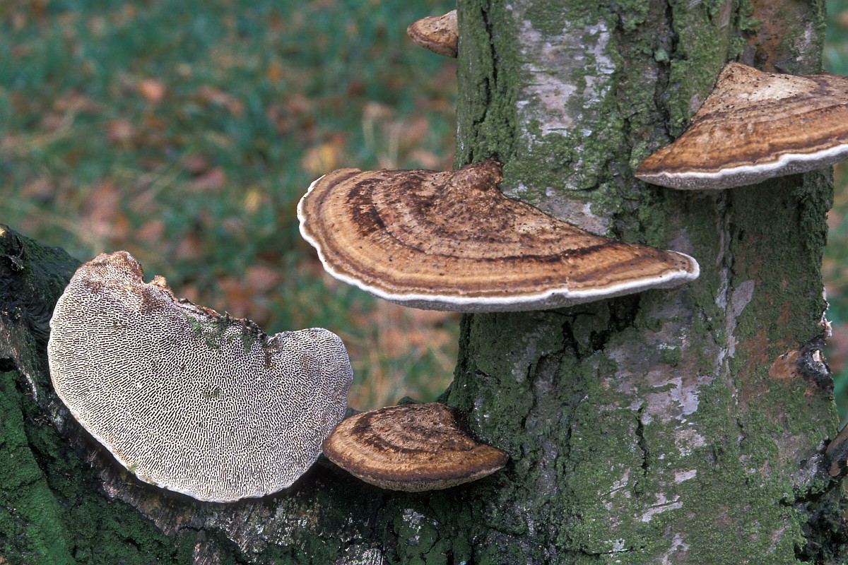 Daedaleopsis confragosa, Blushing Bracket