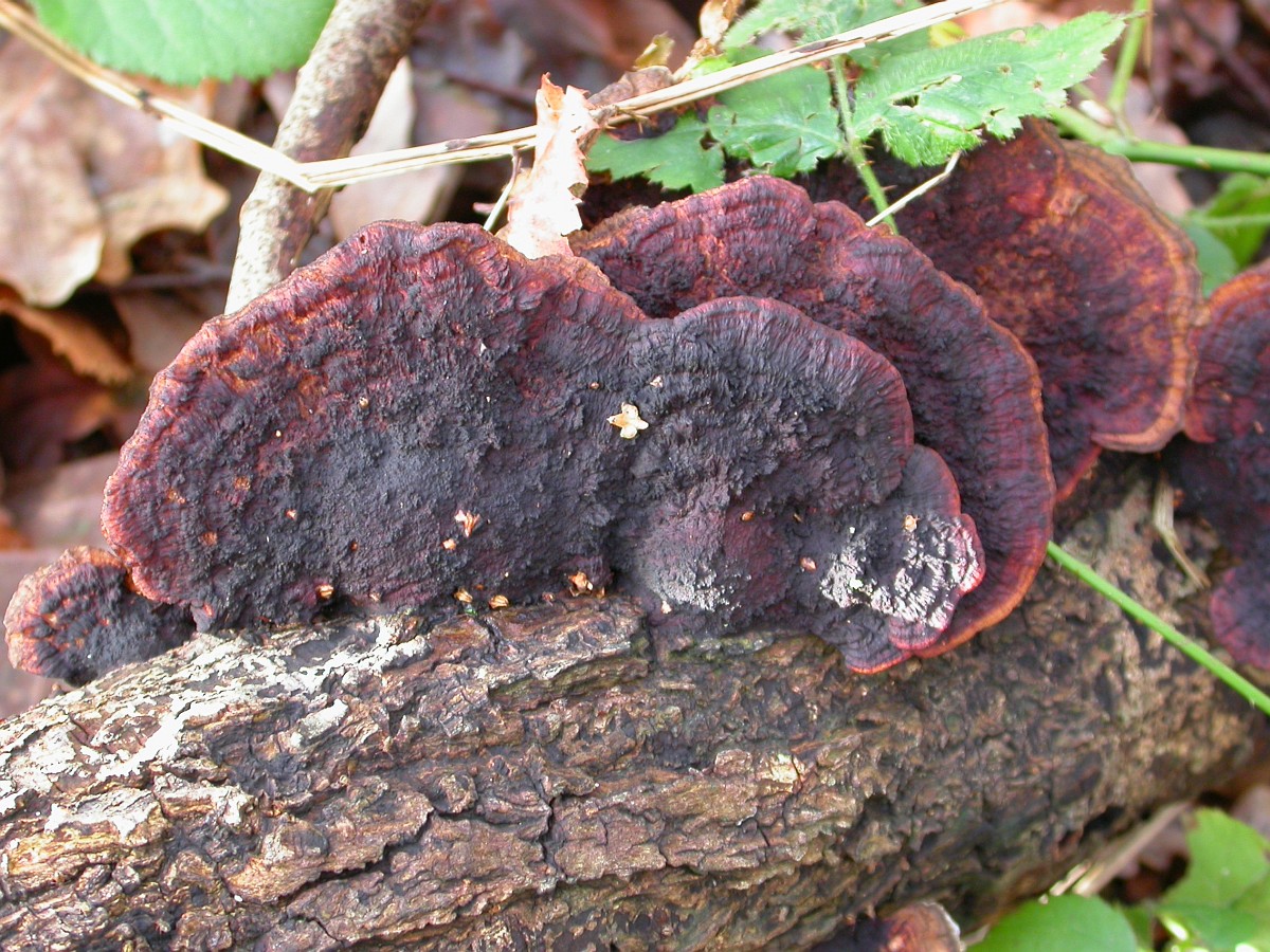 Daedaleopsis confragosa, Blushing Bracket