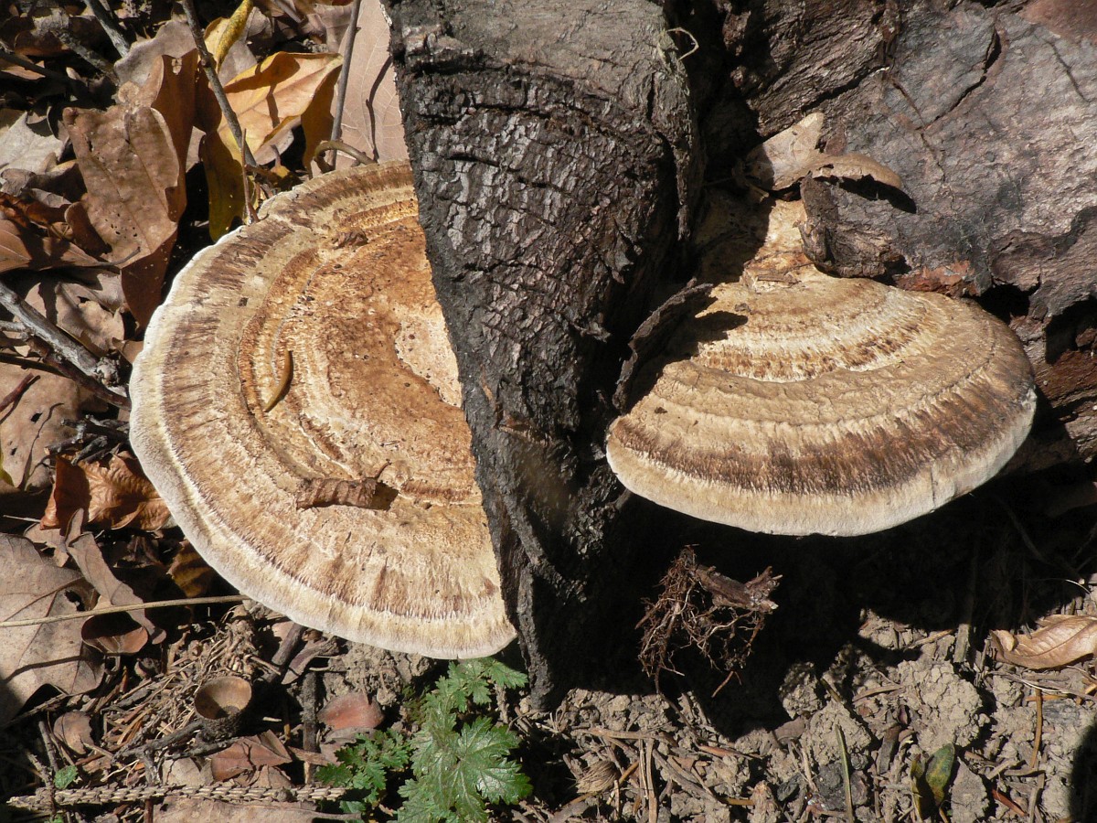 Daedaleopsis confragosa, Blushing Bracket