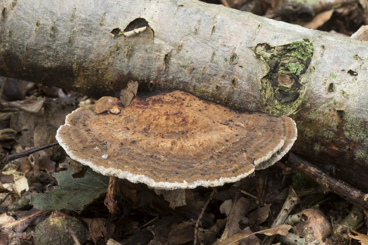 Daedaleopsis confragosa, Blushing Bracket