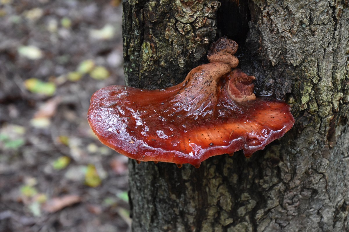 Fistulina hepatica, Beefsteak Fungus