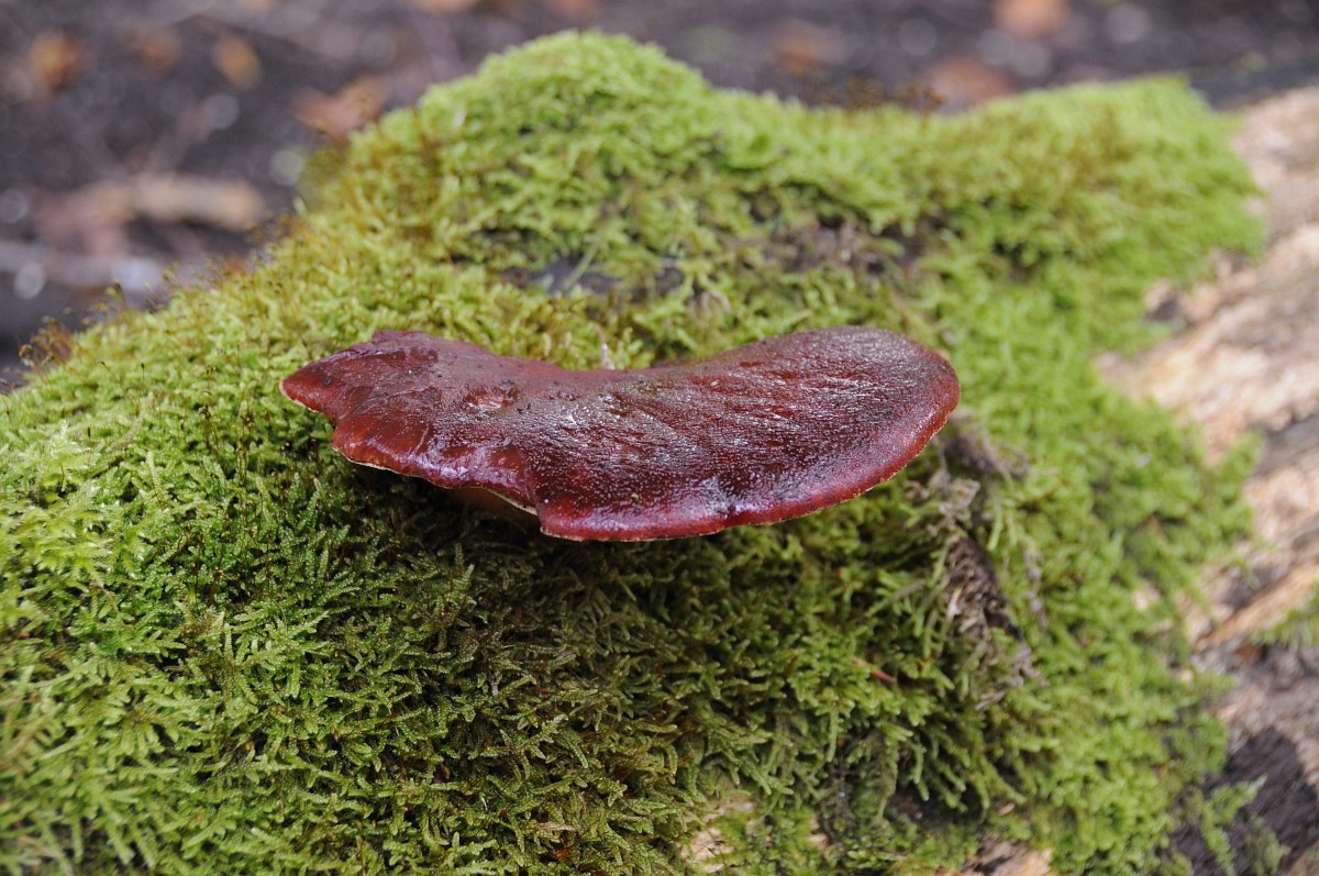 Fistulina hepatica, Beefsteak Fungus