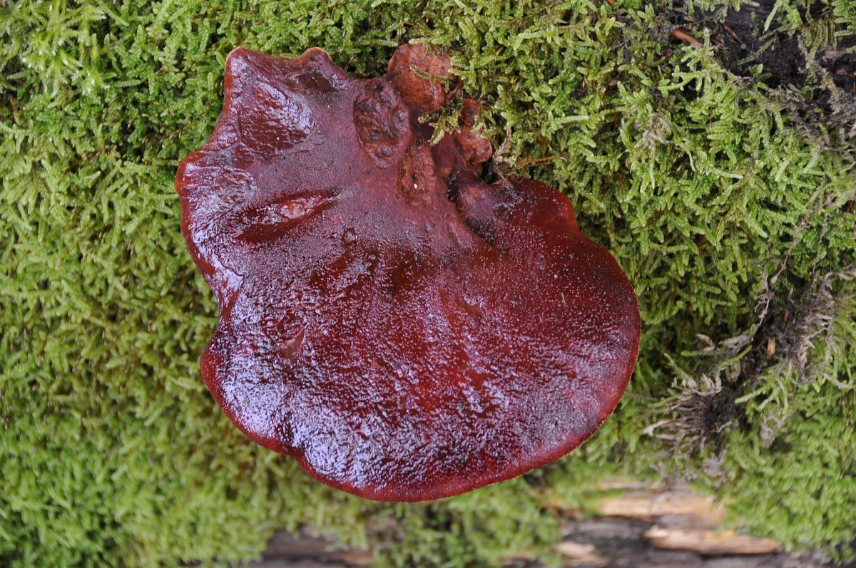 Fistulina hepatica, Beefsteak Fungus