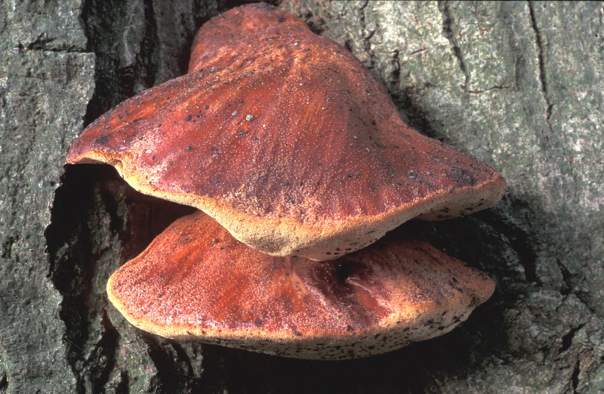 Fistulina hepatica, Beefsteak Fungus