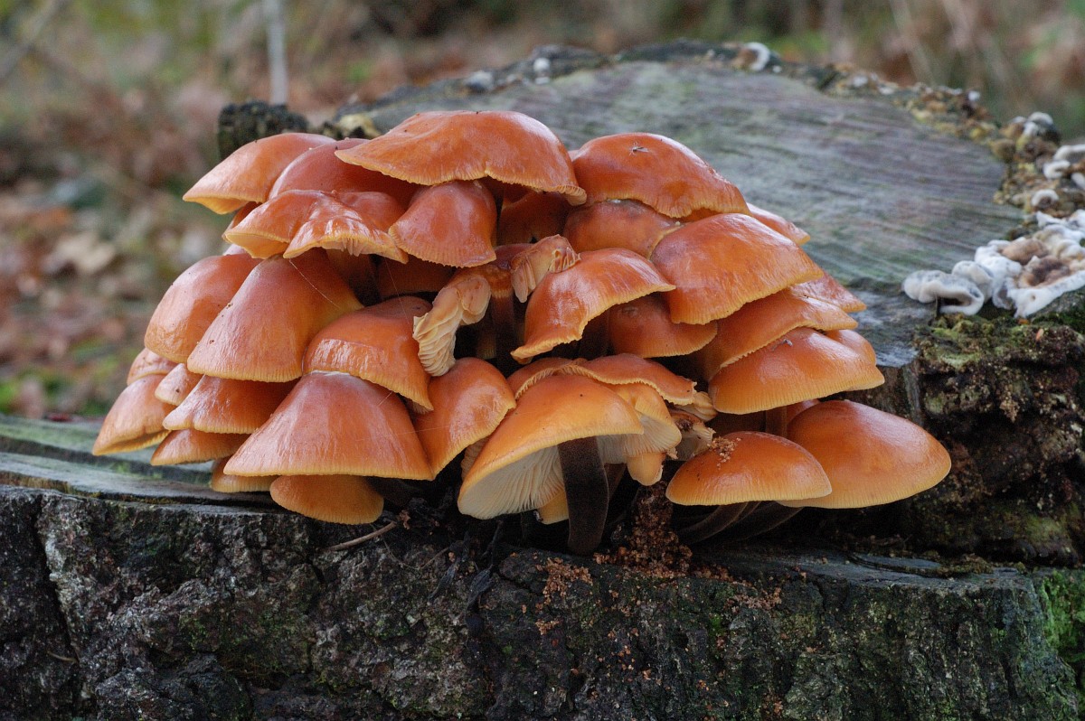 Flammulina velutipes, Velvet Foot
