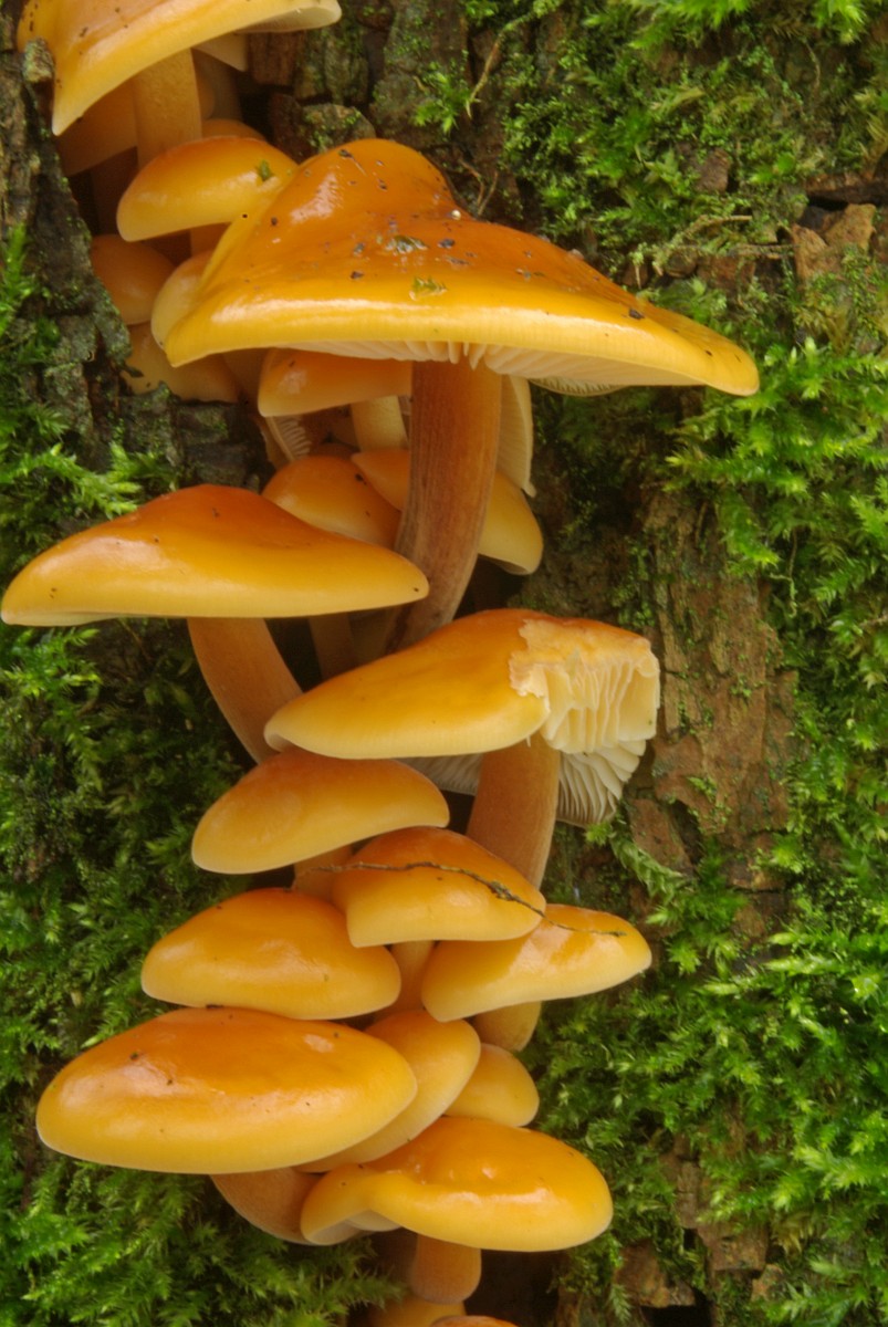 Flammulina velutipes, Velvet Foot