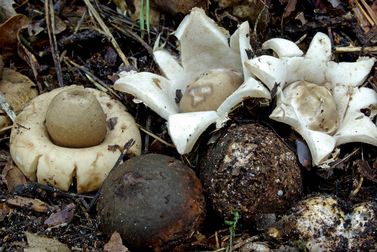 Geastrum fimbriatum, Earth Star Fungus