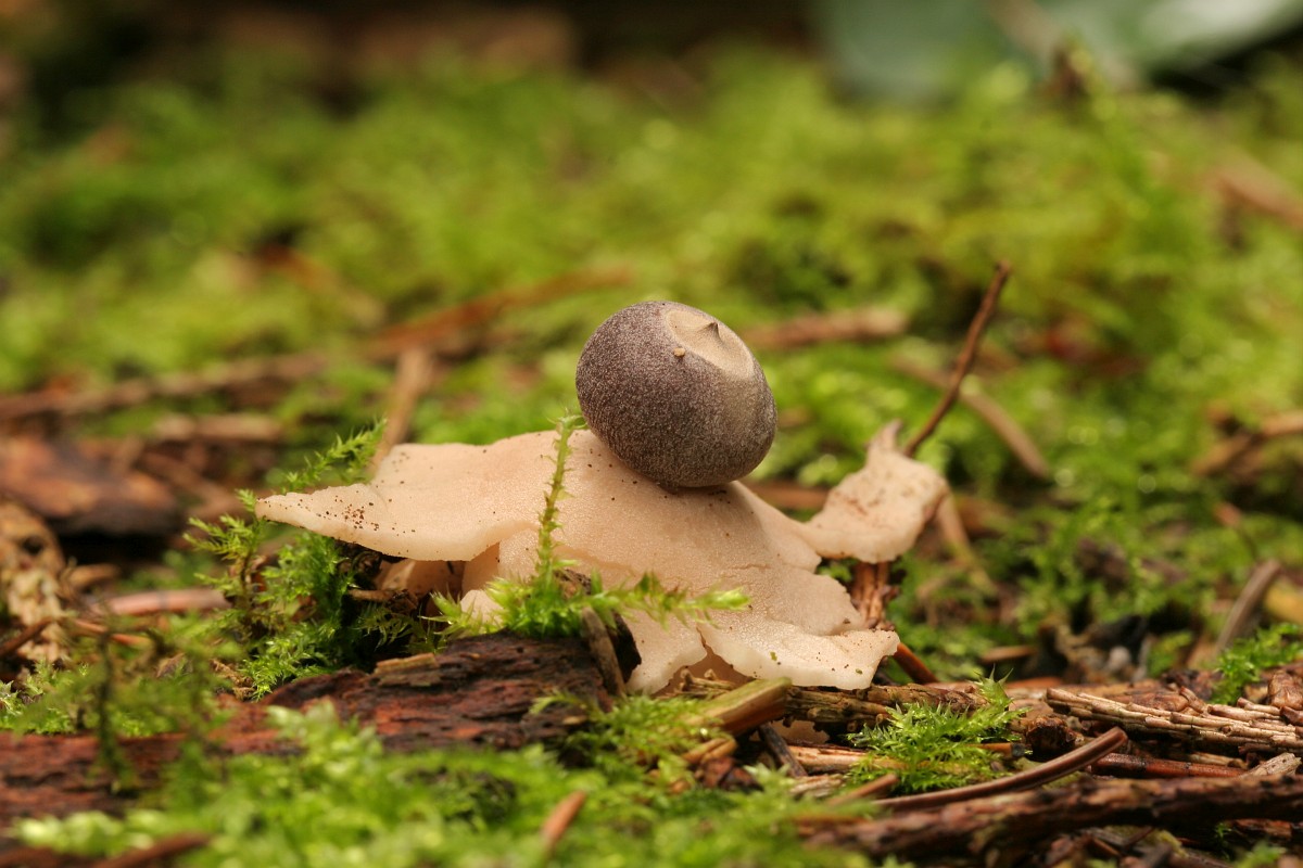 Geastrum quadrifidum, Earth Star