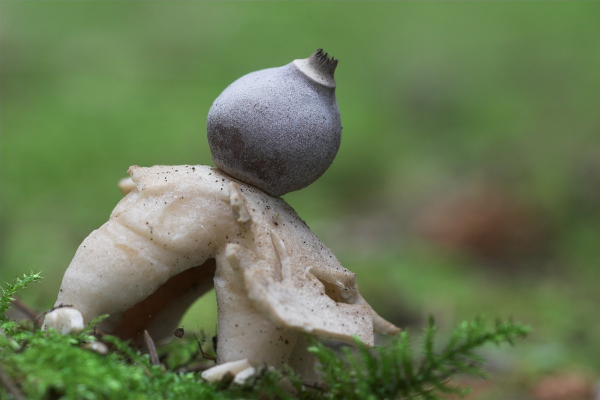 Geastrum quadrifidum, Earth Star
