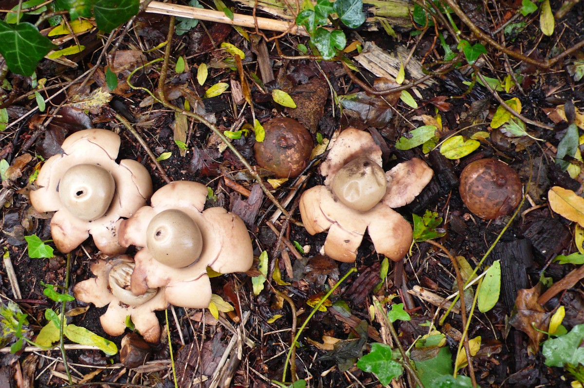 Geastrum triplex, Collared Earthstar
