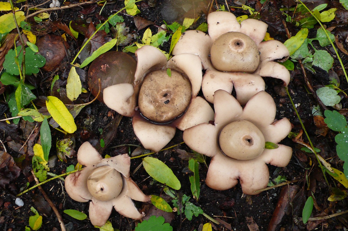 Geastrum triplex, Collared Earthstar