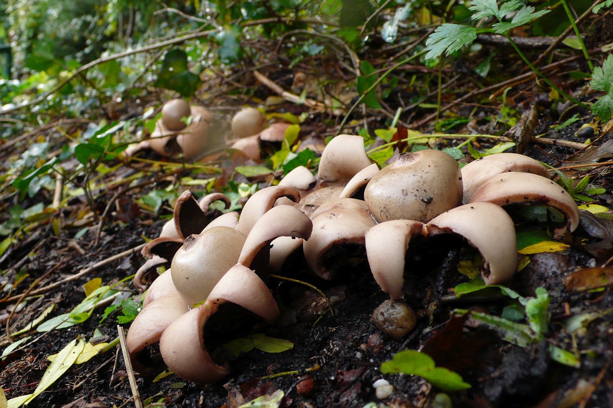 Geastrum triplex, Collared Earthstar