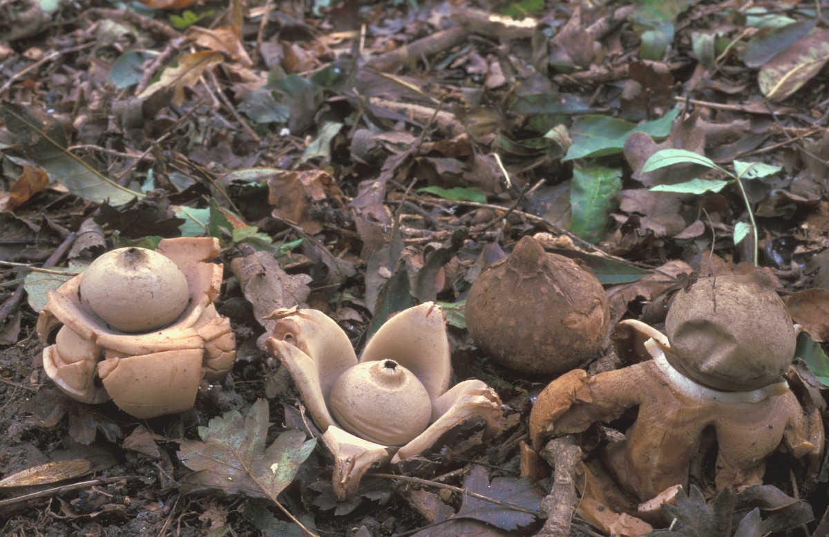 Geastrum triplex, Collared Earthstar