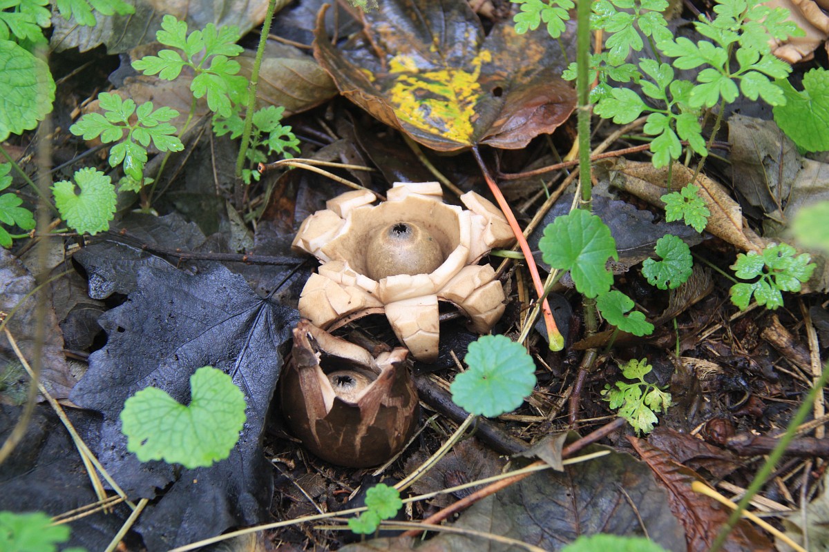 Geastrum triplex, Collared Earthstar