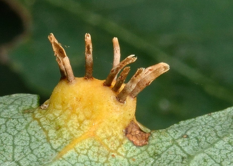 Gymnosporangium cornutum