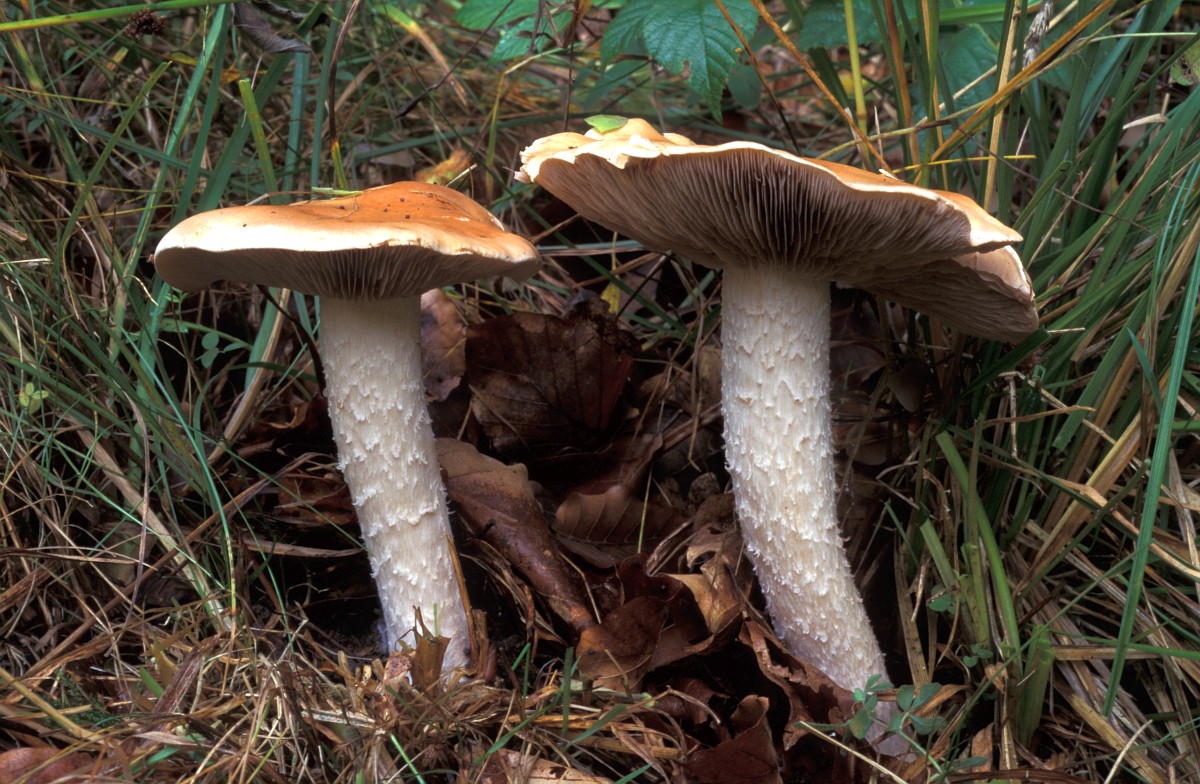 Hebeloma sinapizans, Bitter Poisonpie