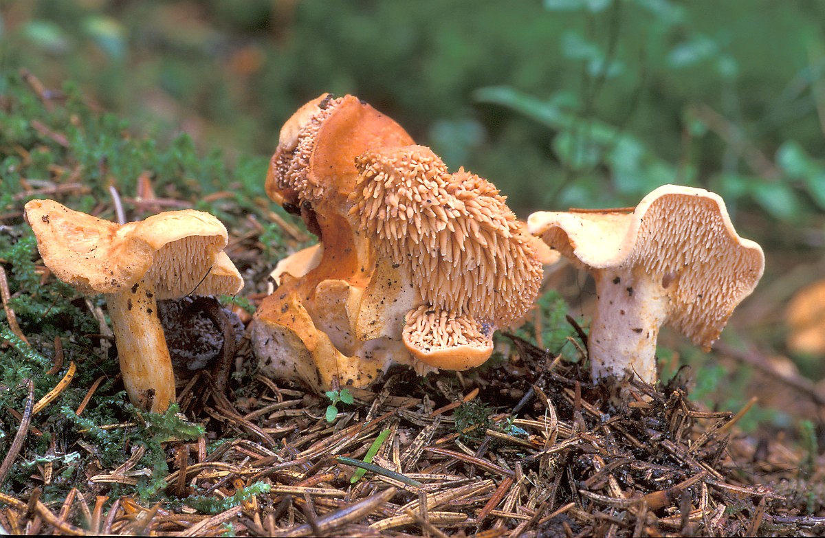 Hydnum repandum, Wood Hedgehog
