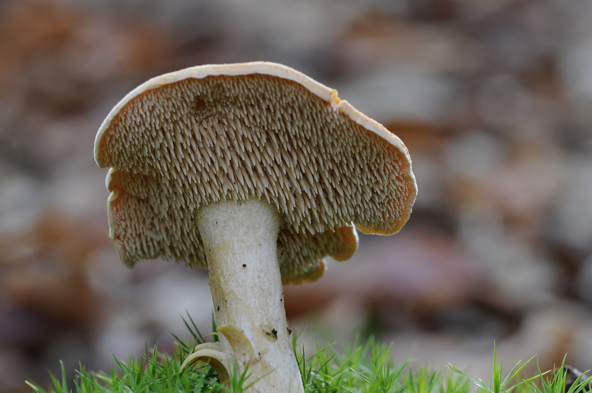 Hydnum rufescens, Terracotta Hedgehog