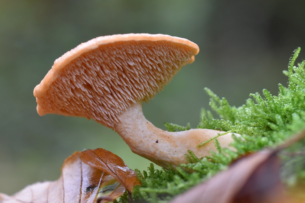 Hydnum rufescens, Terracotta Hedgehog