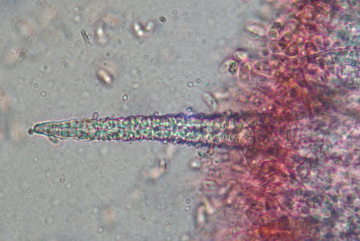 Hyphoderma puberum