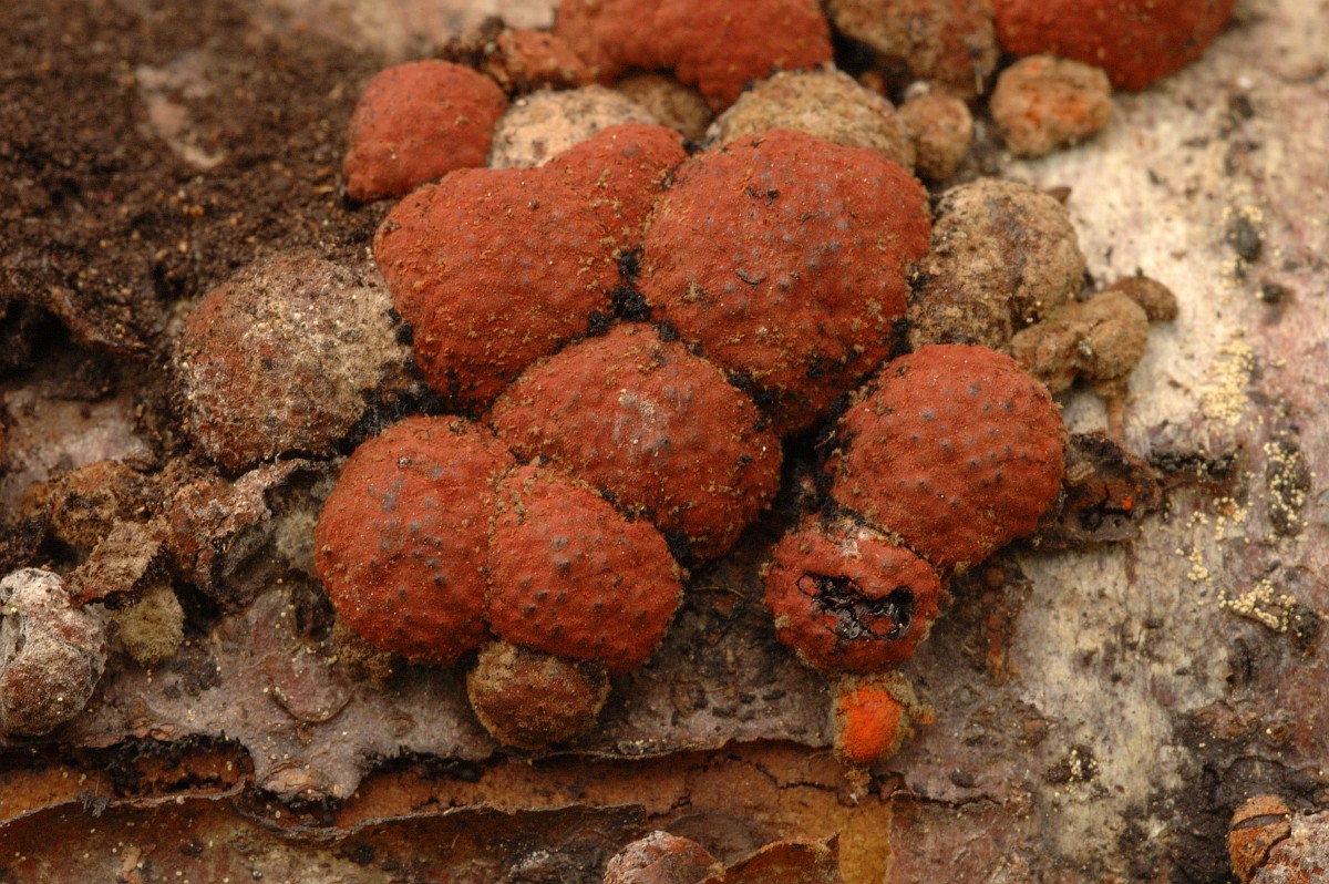 Hypoxylon fragiforme, Beech Woodwart