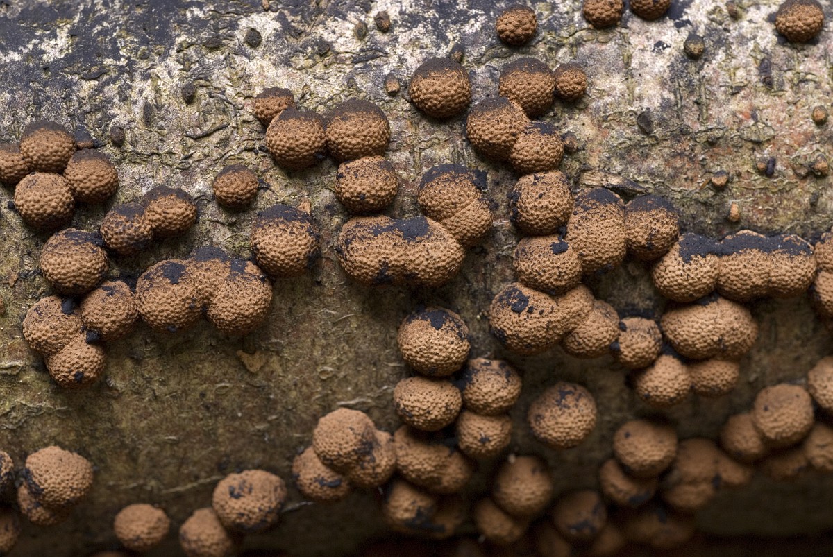 Hypoxylon fragiforme, Beech Woodwart