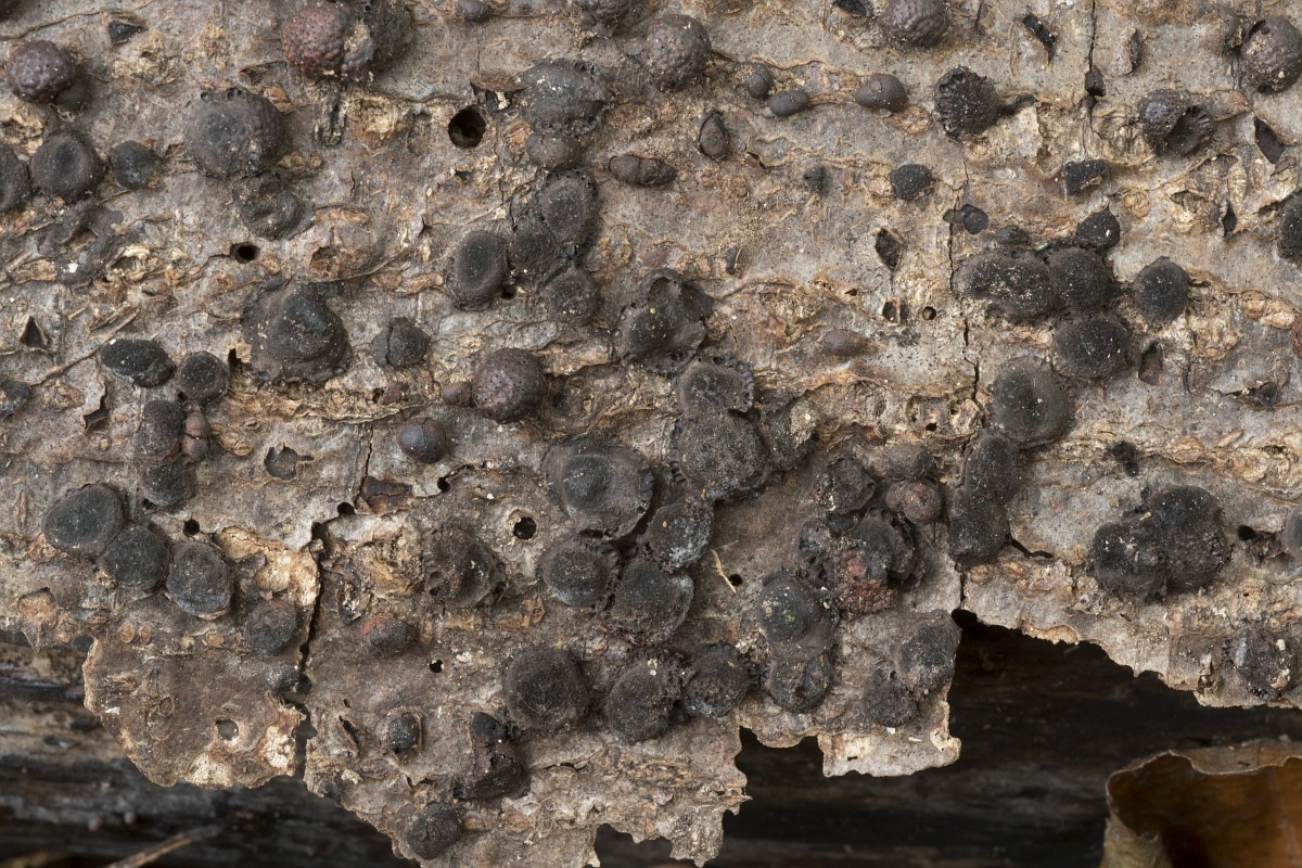 Hypoxylon fragiforme, Beech Woodwart